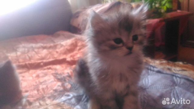 Отдам, Славных котят в добрые руки