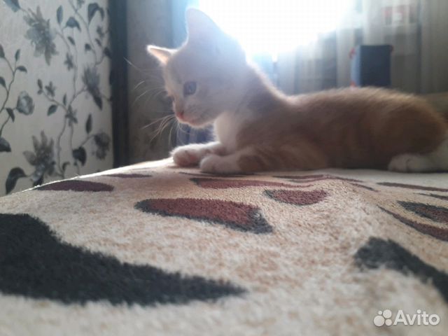 Отдам в добрые руки