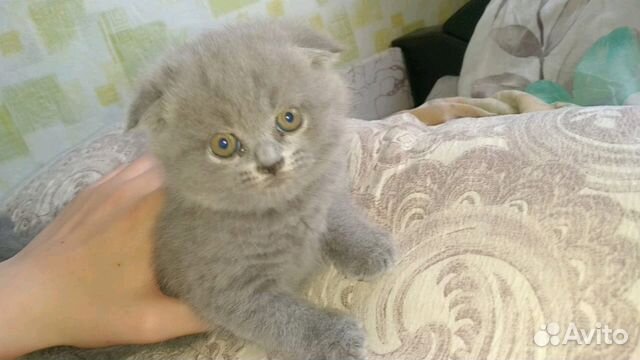 Британские очаровашки