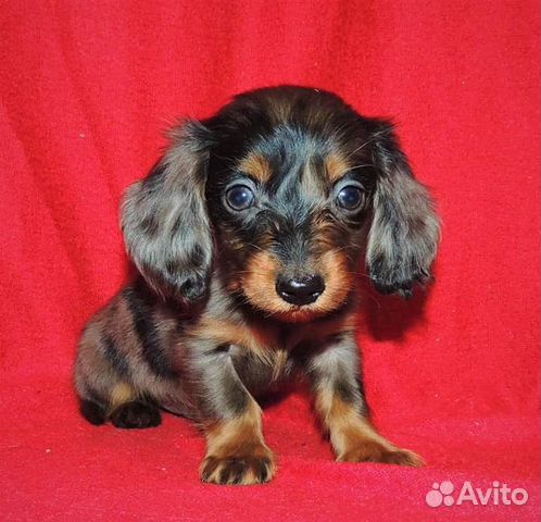 Щенки таксы мини- кролики