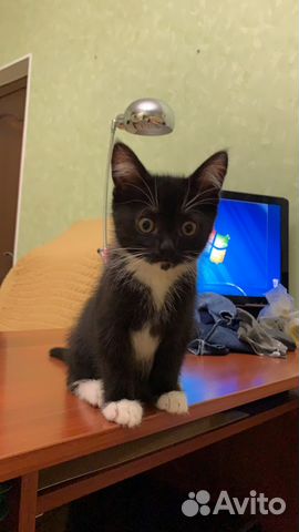 Двухмесячный котенок