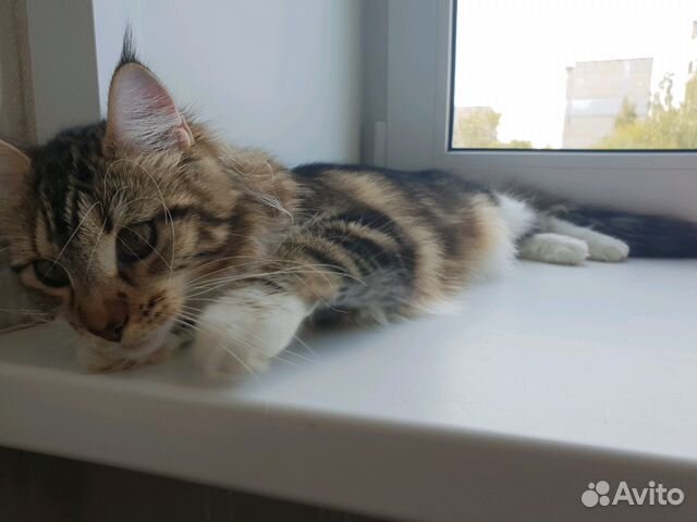 Отдадим кошку