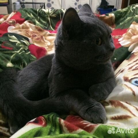 Котик 6 мес
