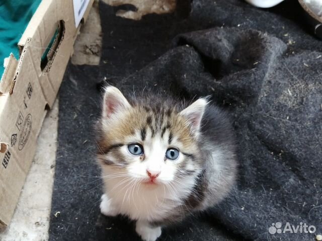 Самые пушистые, самые ласковые