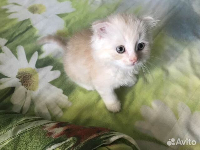 Вислоухий котик