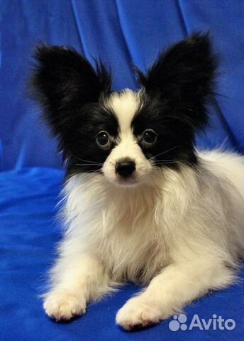 Ушастый малыш