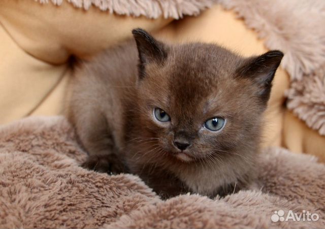 Котенок Американской бурмы