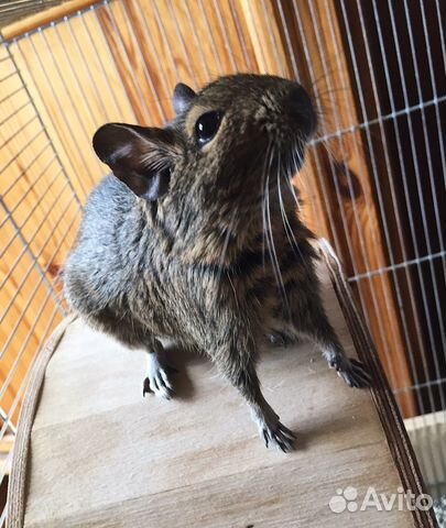 Дегу (чилийская белка)