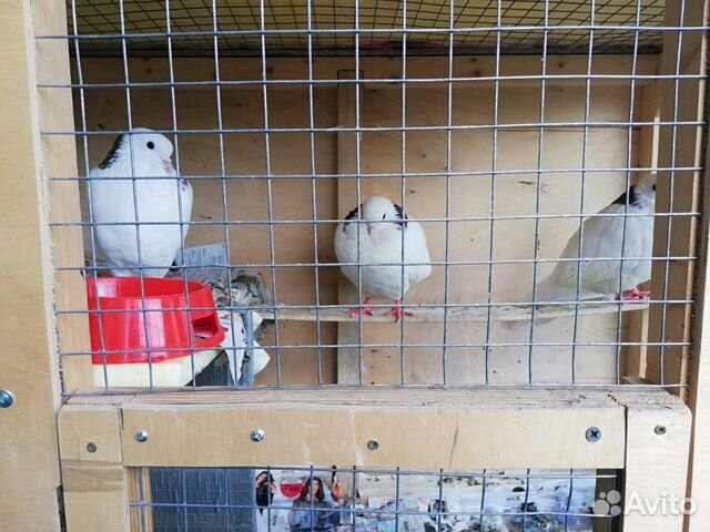 Бакинские голуби