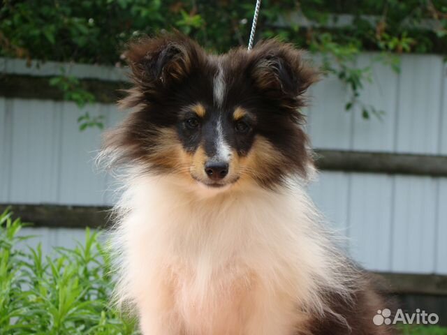 Шелтята девчата