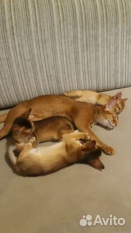 Продаются аби котята