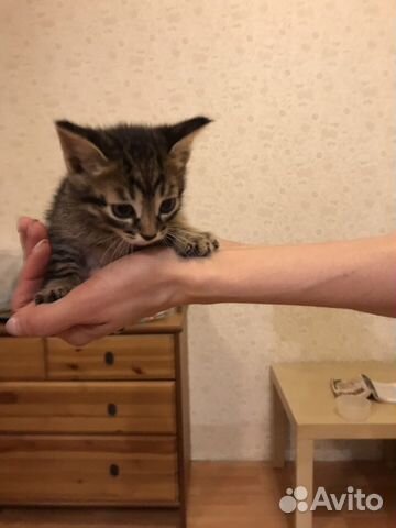 Котомальчик, примерно 3 недели