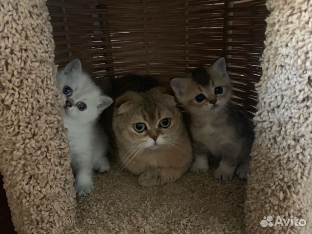 Золотистые шиншиллы