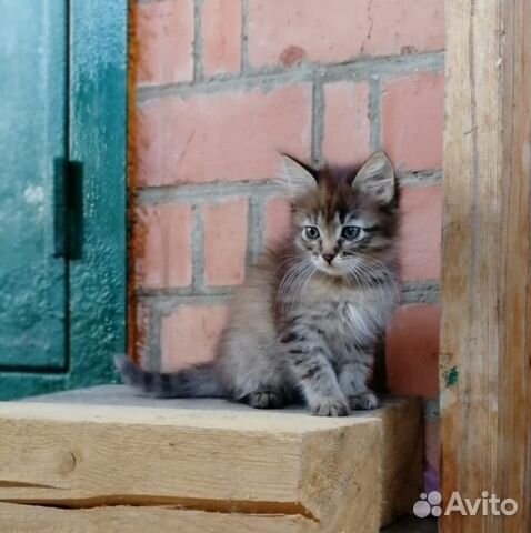 Котенок девочка Люси 2,5 мес в добрые руки
