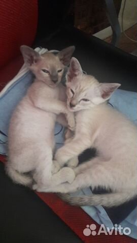 Кошечка флок