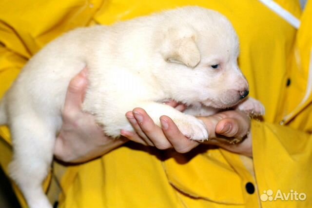 Милаши-малыши