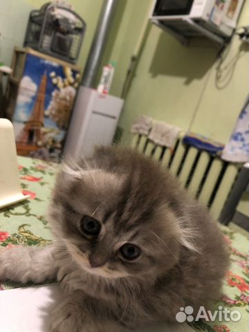 Шотландские вислоушки и мраморные страйки
