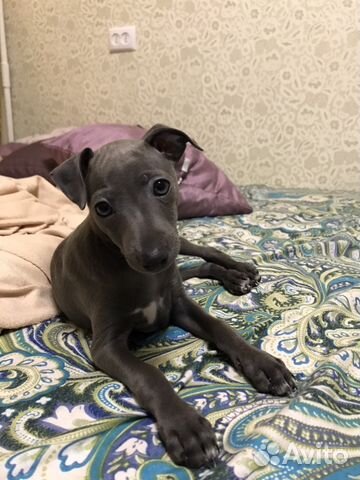 Девушка Левритка