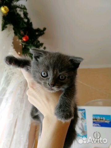 Шотландские котята