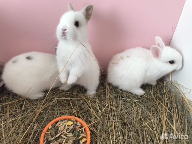 Декоративный кролик