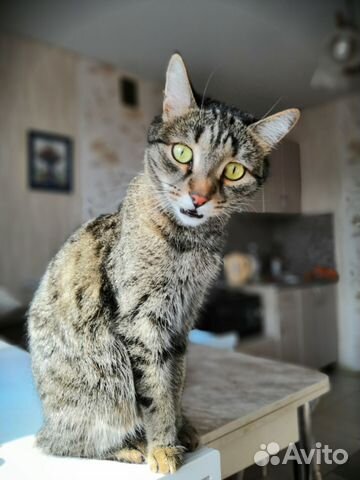 Кот Тимофей