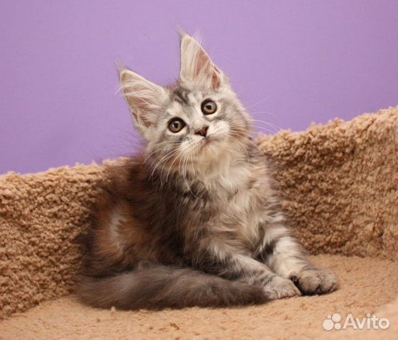 Кошечка серебряная черепаха Юфта