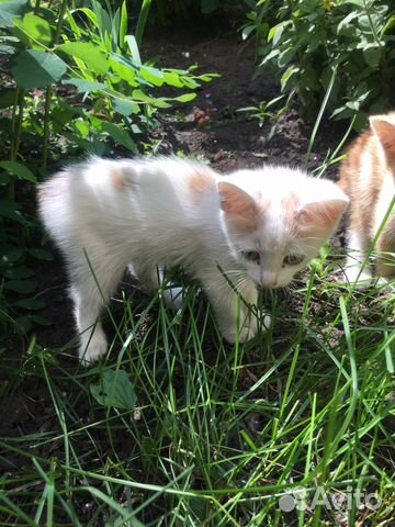 Котята