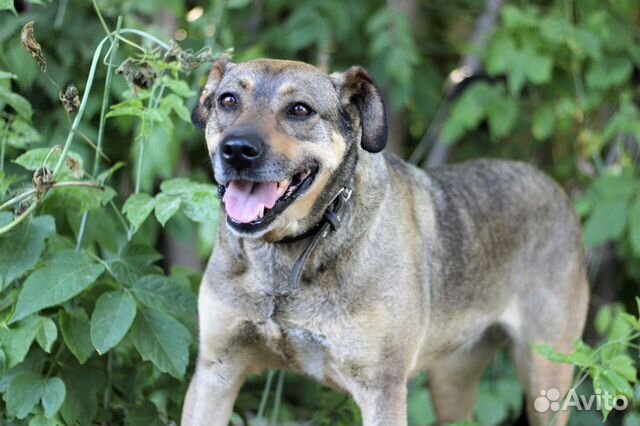 Крупная, умная, добрая Лара