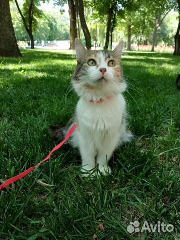 Катюша ищет дом