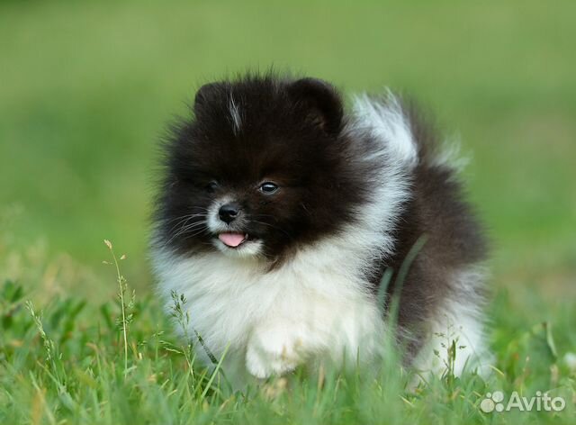 Продается щенок Померанского шпица