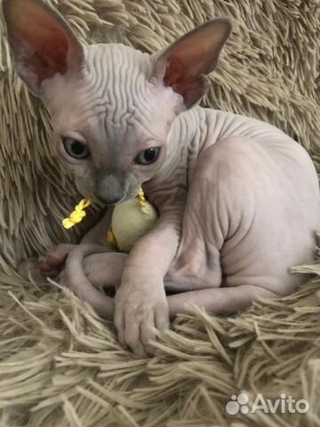 Котенок канадский сфинкс