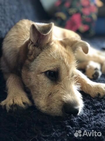 Малышка в поисках дома