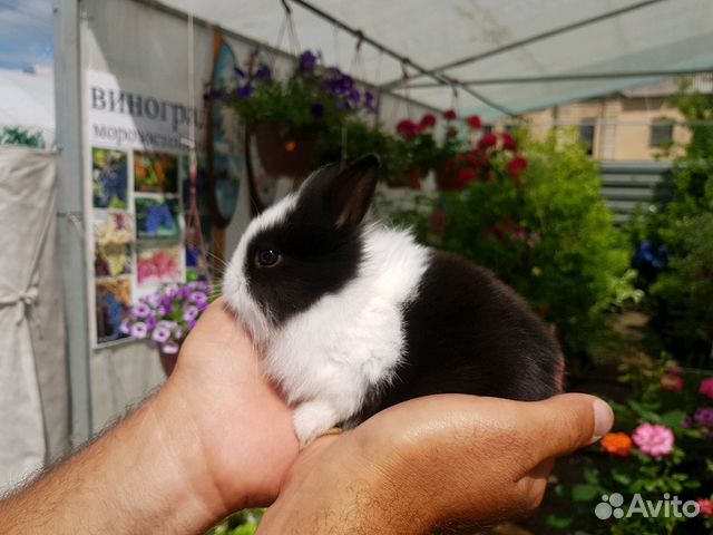 Декоративный кролик Себастьян