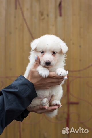 Крошечный белый и пушистый щенок ищет дом