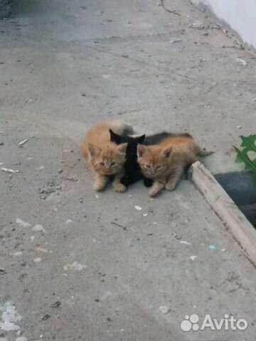 Милые котята ищут хозяев