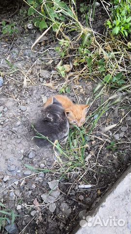 Маленькие котята
