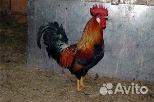Петух порода Легорн