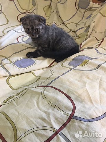 Котята шотландцы