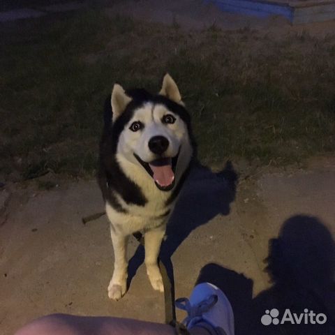 Случка, вязка сибирской хаски