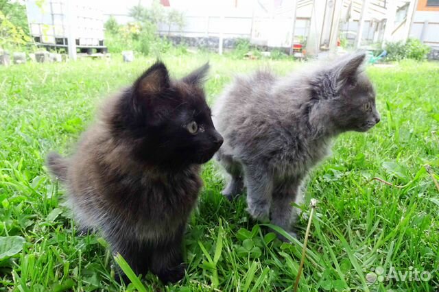 Котята