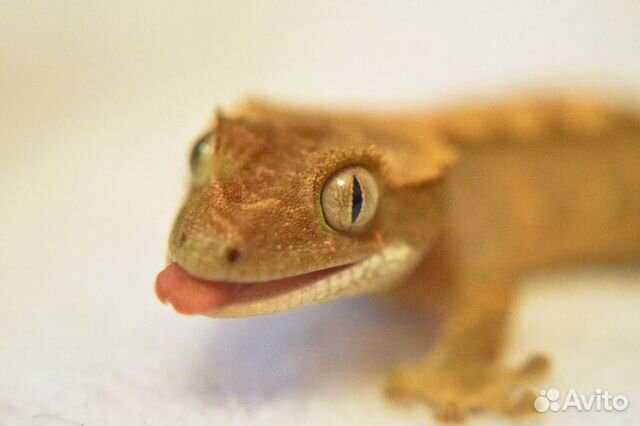 Бананоед/Маисовый полоз/Птицеед