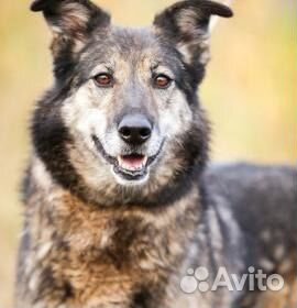 Лорри-Примерный возраст 5-6 лет, очень позитивная