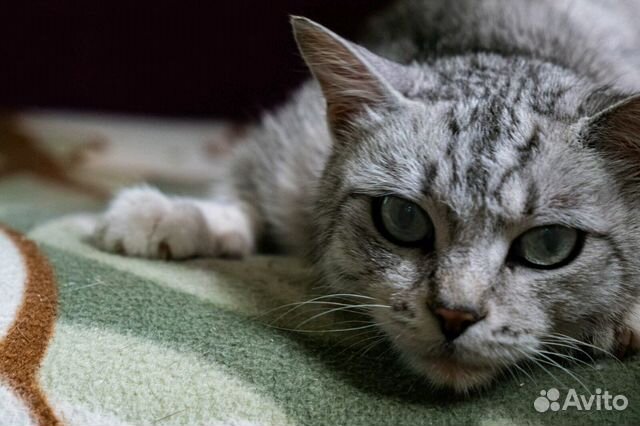 Кошечка Саманта