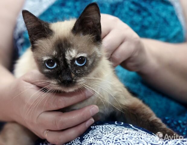 Метис тайской кошки