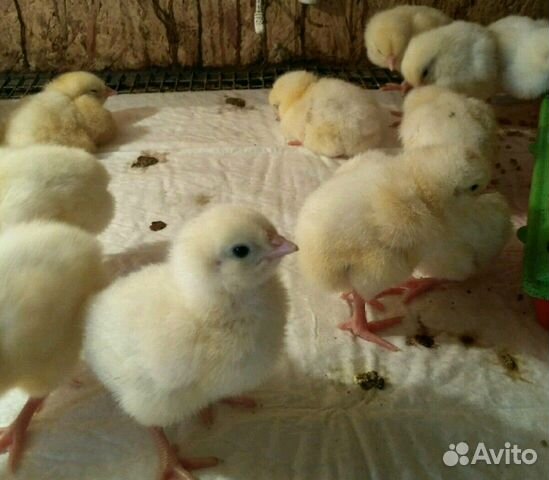 Цыпленок Кобб 500