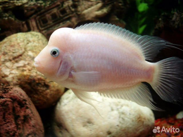 Пара астронотусов и чернополосых циклид