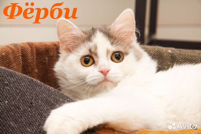 Котёнок