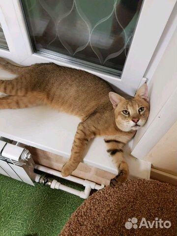 Чаузи большие и добрые