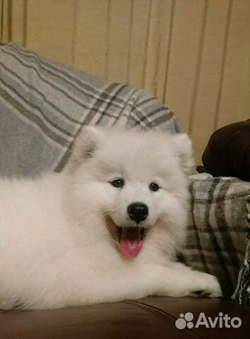 Очень красивый мальчик самоедская собака