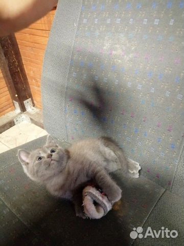 Красавец котик британец